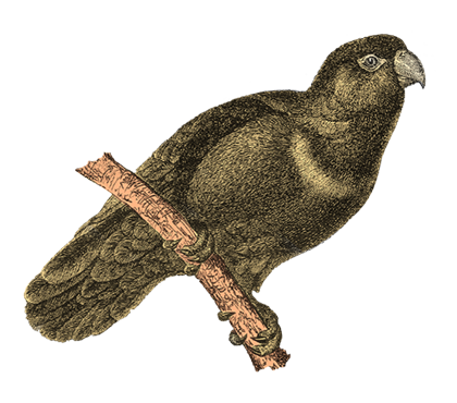 Rum aged on the island of Saint-Martin – Rum Gouverneur “XO”, Blend of ...