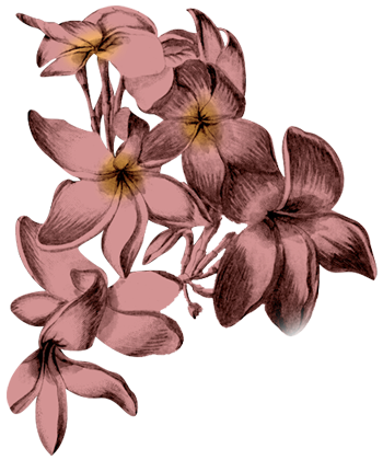 Rum aged on the island of Saint-Martin – Rum Gouverneur “XO”, Blend of ...