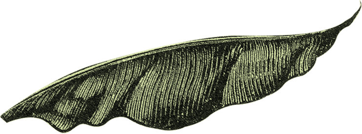 Rum aged on the island of Saint-Martin – Rum Gouverneur “XO”, Blend of ...