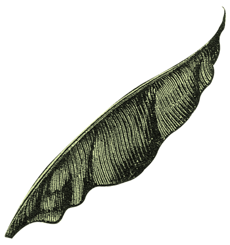 Rum aged on the island of Saint-Martin – Rum Gouverneur “XO”, Blend of ...