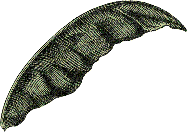 Rum aged on the island of Saint-Martin – Rum Gouverneur “XO”, Blend of ...