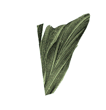 Rum aged on the island of Saint-Martin – Rum Gouverneur “XO”, Blend of ...