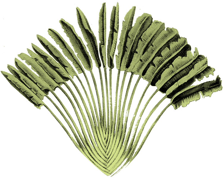 Rum aged on the island of Saint-Martin – Rum Gouverneur “XO”, Blend of ...