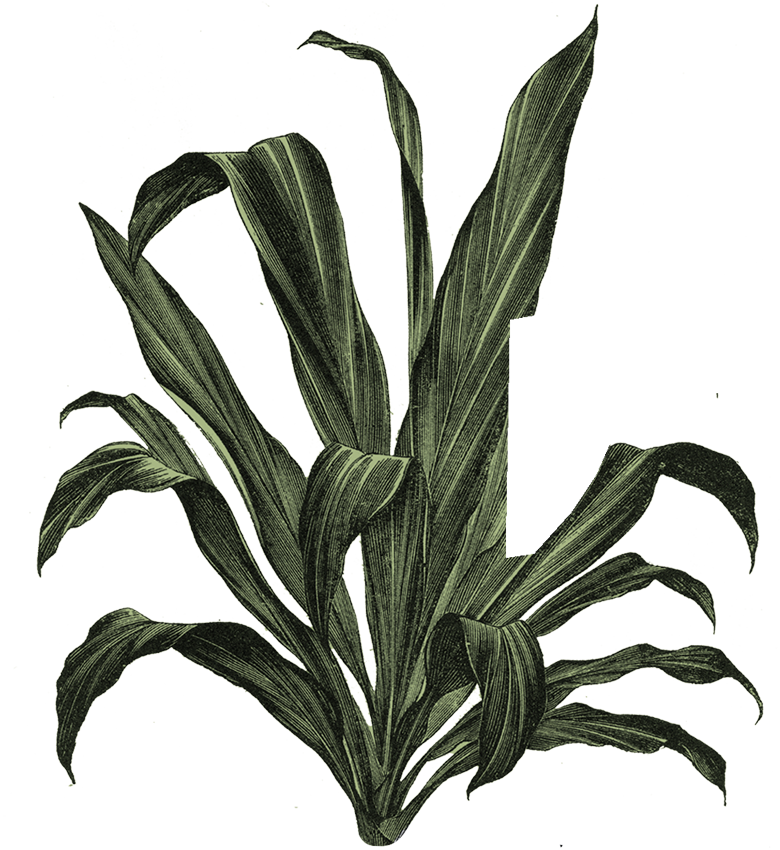 Rum aged on the island of Saint-Martin – Rum Gouverneur “XO”, Blend of ...