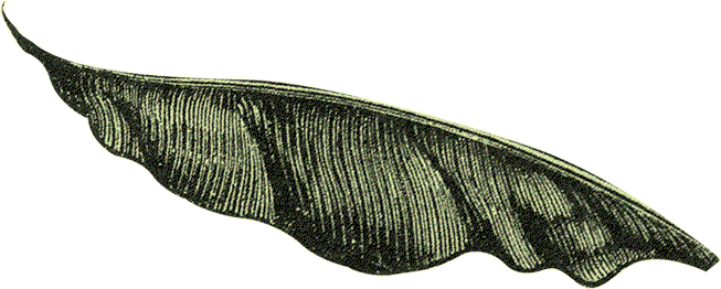 Rum aged on the island of Saint-Martin – Rum Gouverneur “XO”, Blend of ...