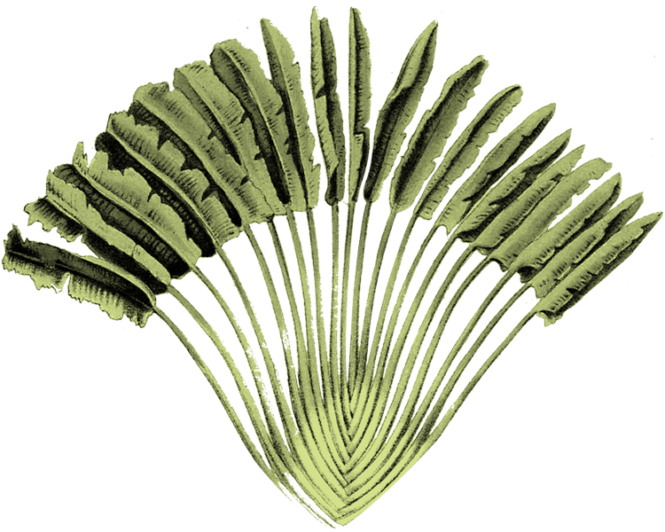 Rum aged on the island of Saint-Martin – Rum Gouverneur “XO”, Blend of ...