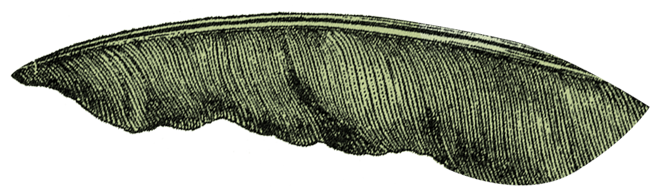 Rum aged on the island of Saint-Martin – Rum Gouverneur “XO”, Blend of ...