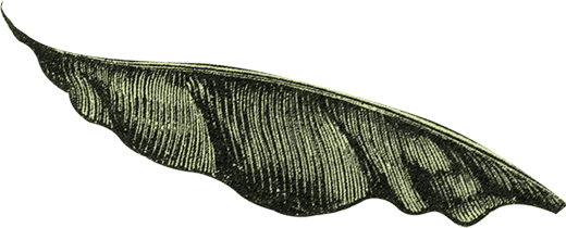 Rum aged on the island of Saint-Martin – Rum Gouverneur “XO”, Blend of ...